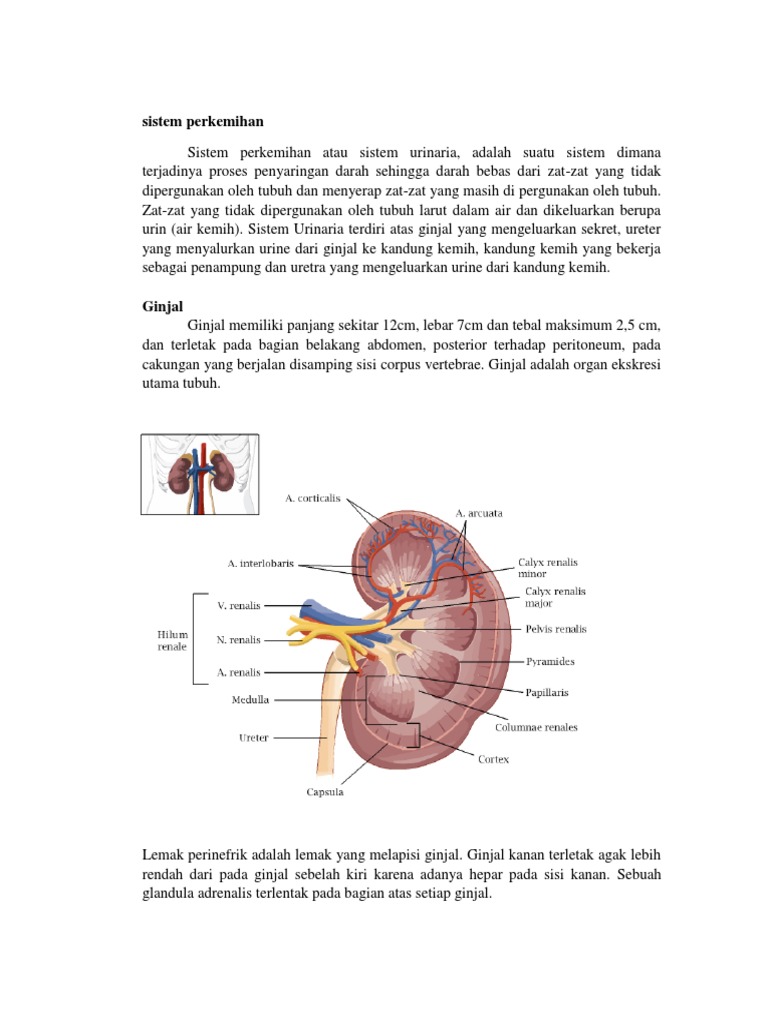 Sistem Perkemihan | PDF