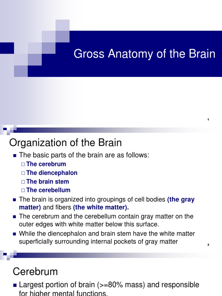 Gross Anatomy of The Brain | PDF | Parietal Lobe | Cerebral Hemisphere