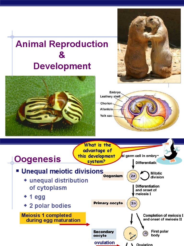Animal Reproduction & Development: AP Biology | PDF | Fetus | Anatomy