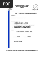 Protocolo #6 - Recuento de Rojos Camara de Newbayer | PDF | Sangre