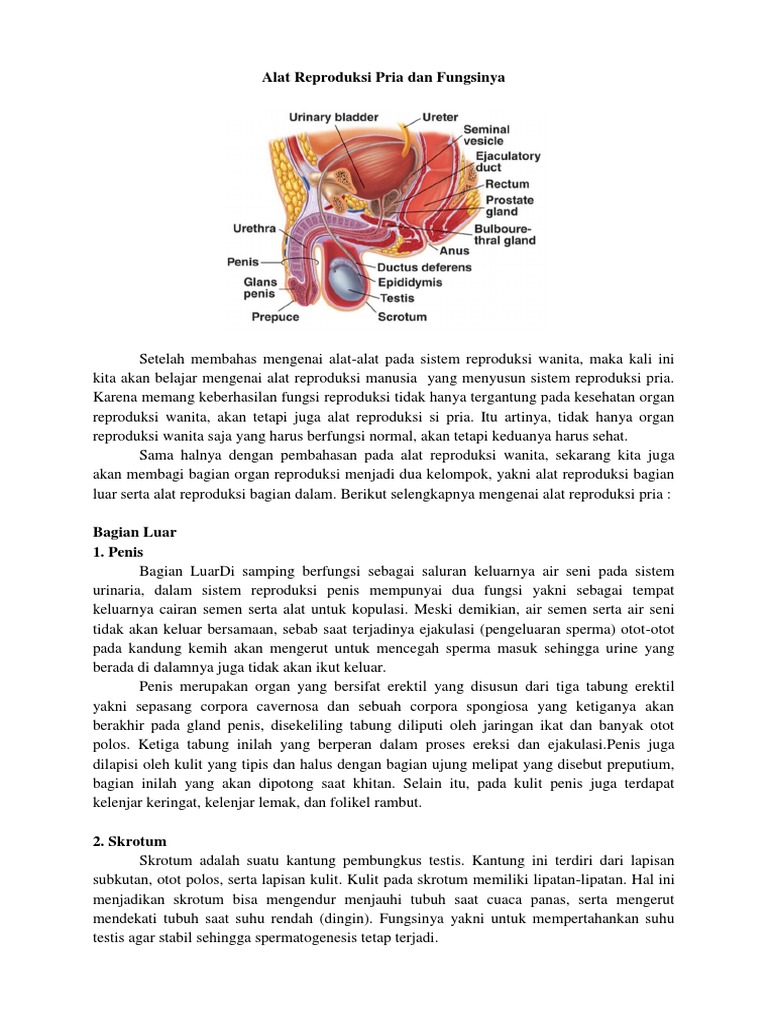 Alat Reproduksi Pria Dan Fungsinya | PDF