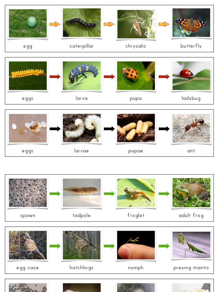 Insect Lore Life Stages Matching Control Cards | PDF | Religion ...
