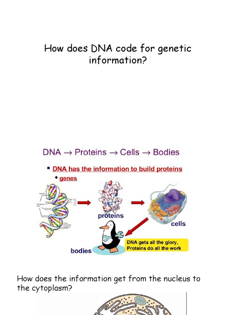 DNA to Protein: An Overview of Gene Expression and Translation | PDF ...