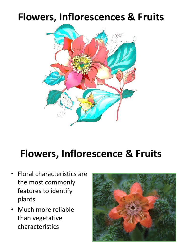 Flowers Inflorescences and Fruits1 | PDF | Flowers | Petal
