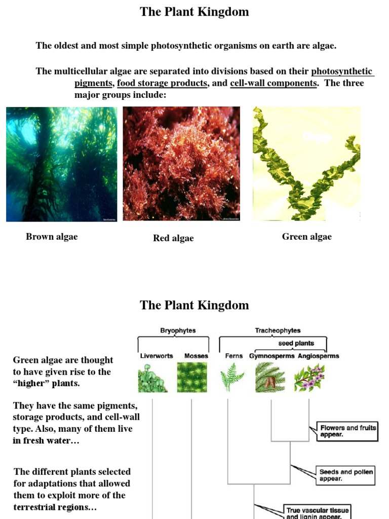 The Plant Kingdom | PDF | Plants | Leaf