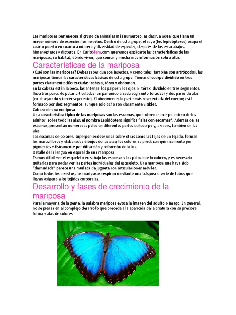 Las Mariposas | PDF | Lepidópteros | Insectos
