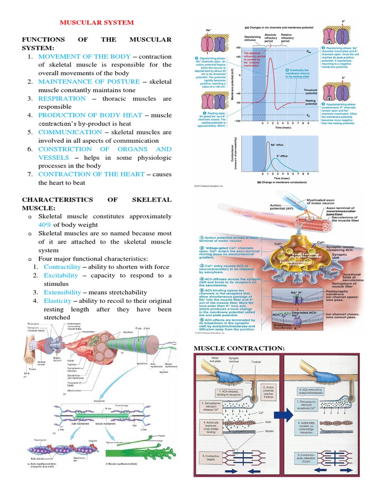 Muscular System Reviewer | PDF | Abdomen | Human Leg