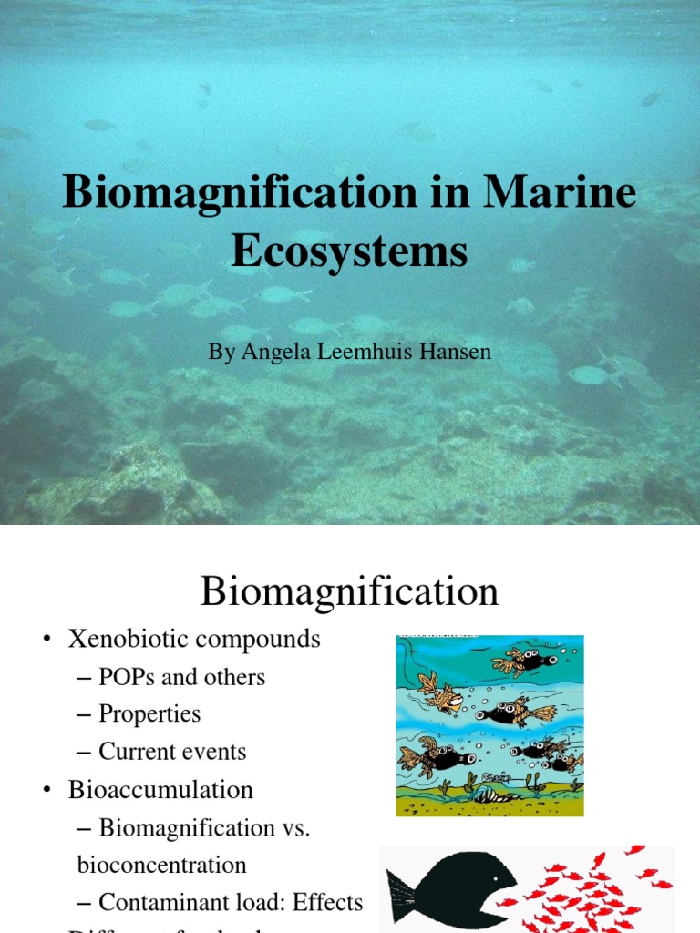 Biomagnification in Marine Ecosystems | PDF | Food Web | Environmental ...