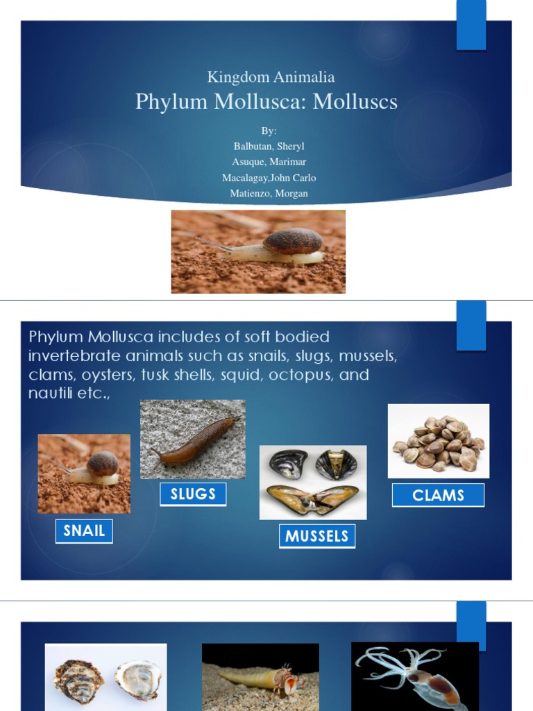 Kingdom Animalia Phylum Mollusca