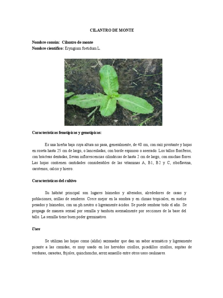 Cilantro de Monte: Cultivo y Usos | PDF | Orégano | Tomate
