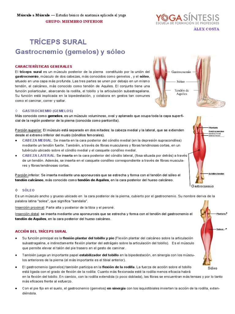 Tríceps Sural Pierna | PDF | Articulaciones | Sistema musculoesquelético