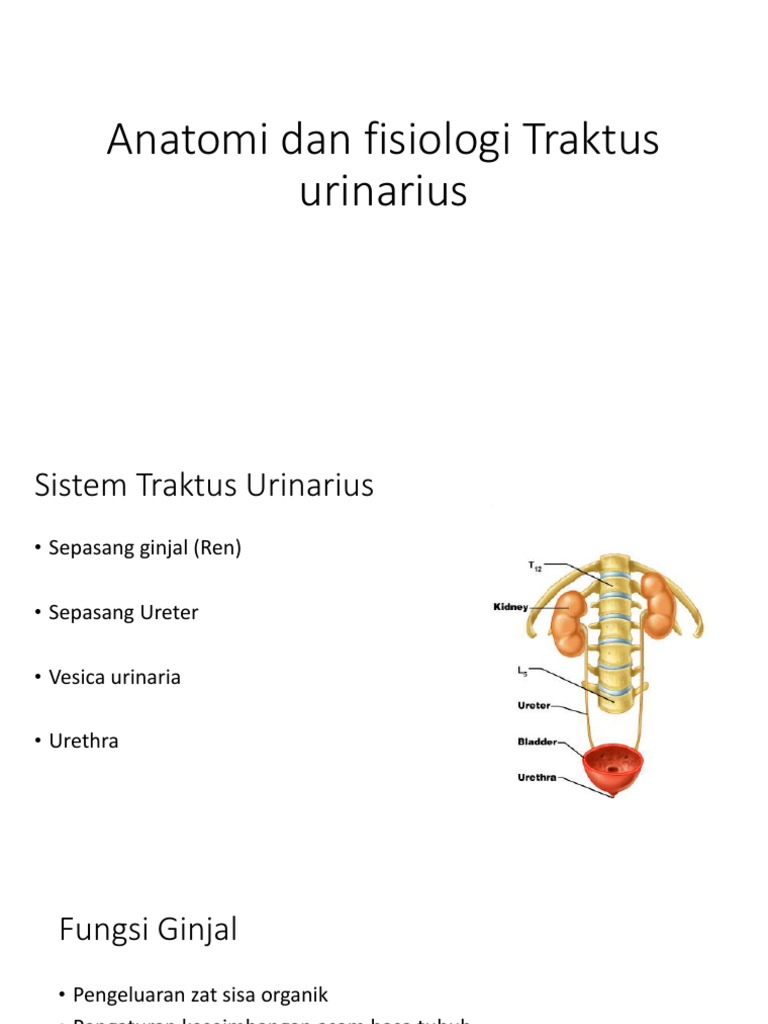 Anatomi Dan Fisiologi Traktus Urinarius | PDF