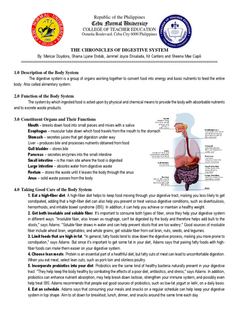 Digestive System Handout | PDF | Human Digestive System ...