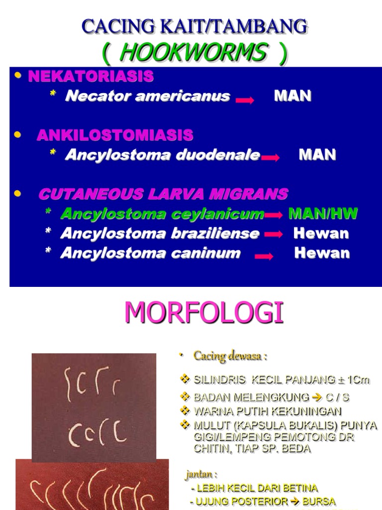 Morfologi dan Daur Hidup Cacing Kait | PDF