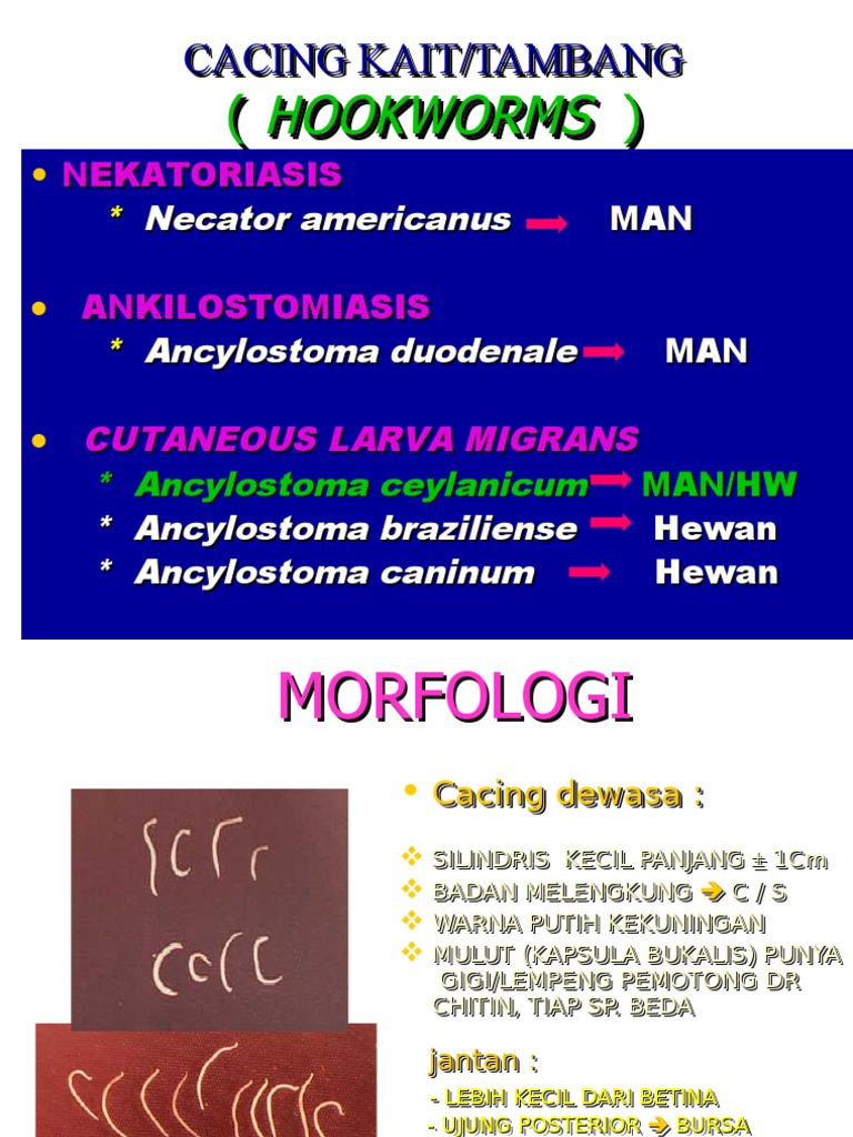 Hookworm & clm-IKT | PDF