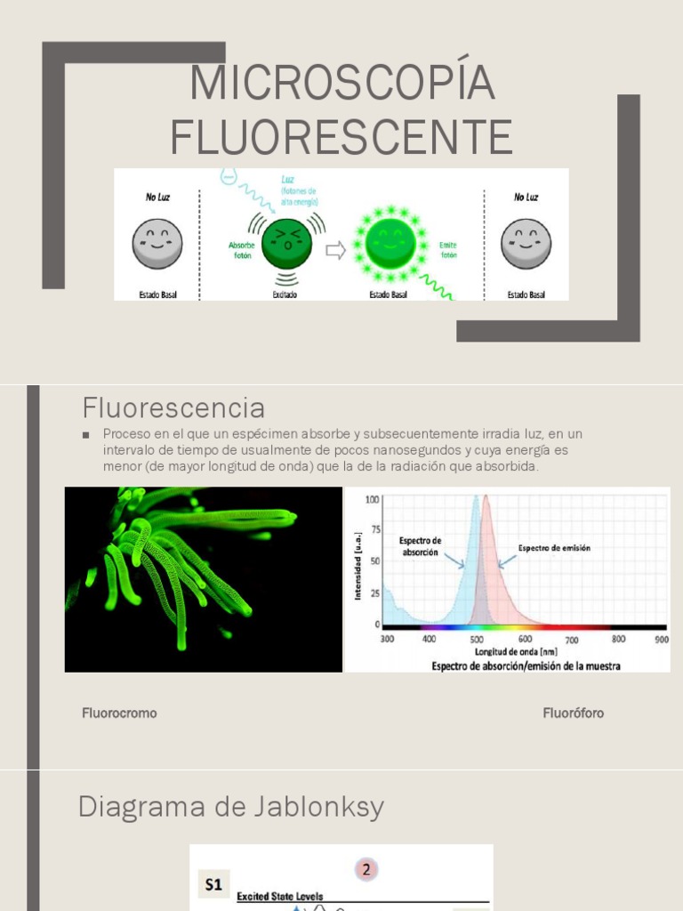 Microscopía Fluorescente | PDF | Fluorescencia | Fluoróforo