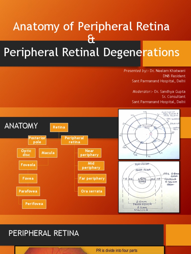 Anatomy of Peripheral Retina | PDF | Retina | Vision