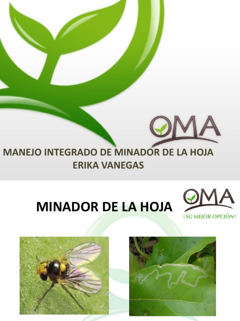 Minador Oma | PDF | Mosca | Insectos