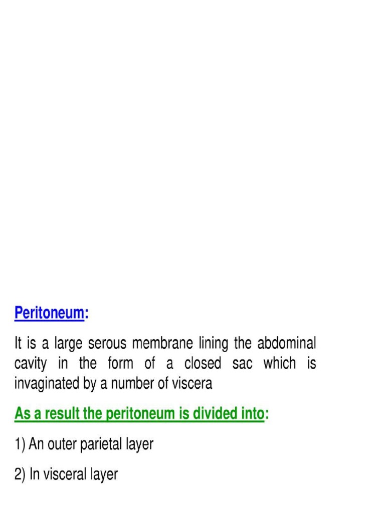 Peritoneum Vertical Disposition 2 | PDF | Peritoneum | Animal Anatomy