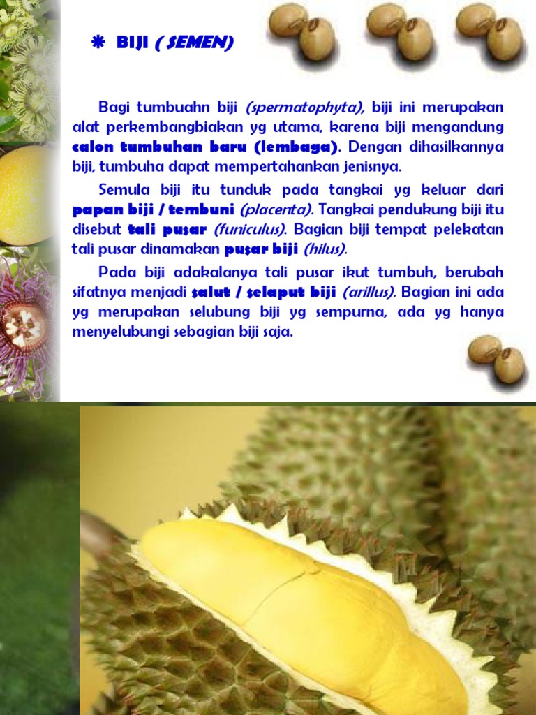 Struktur dan Fungsi Biji | PDF | Sains & Matematika