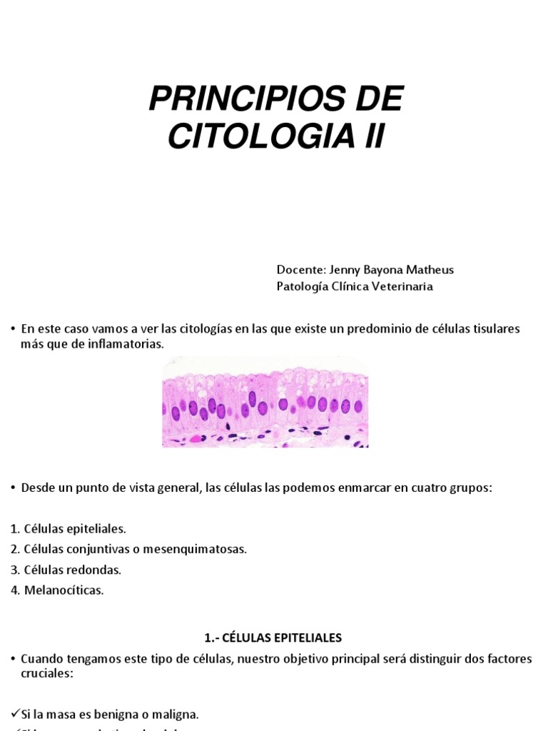 Anisocariosis en Citología Veterinaria | PDF | Sarcoma | Biología Celular)