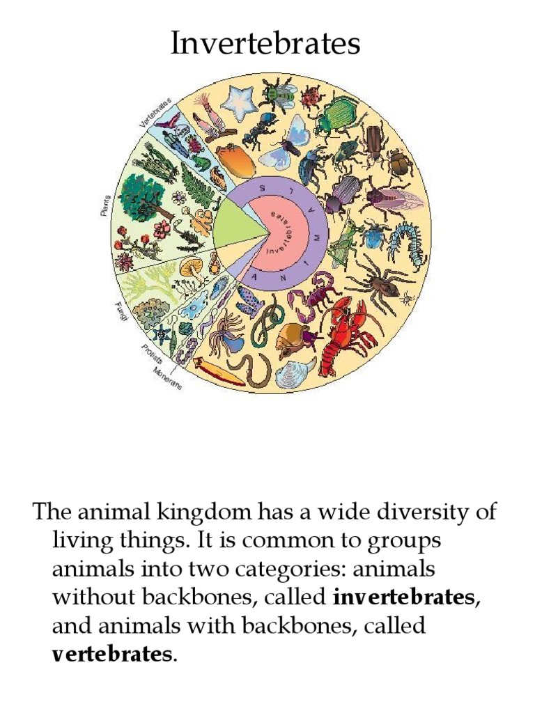 Science 6 Q2 Characteristics of Invertebrates | PDF | Invertebrate ...