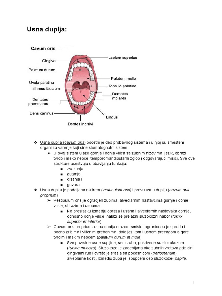 Morfologija Zuba | PDF