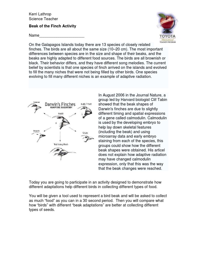 Finch Beak Adaptation Activity | PDF | Evolutionary Biology ...