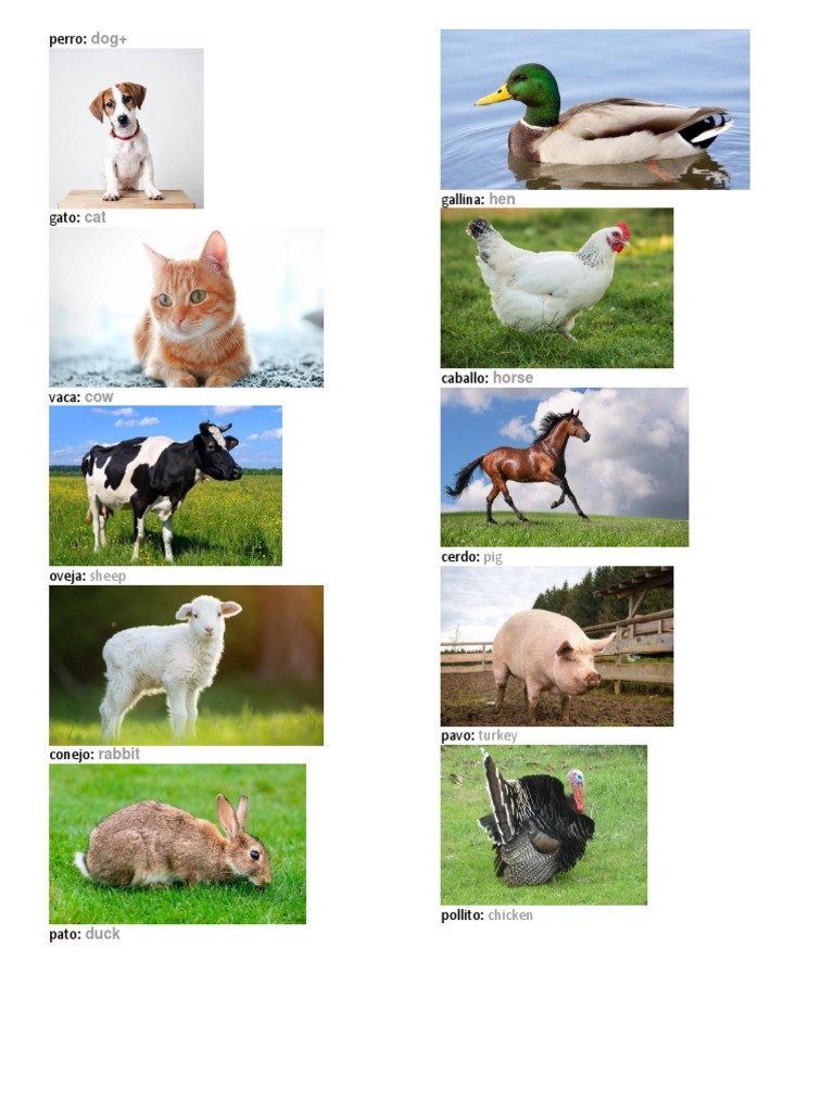 50 Animales Ingles y Español | PDF