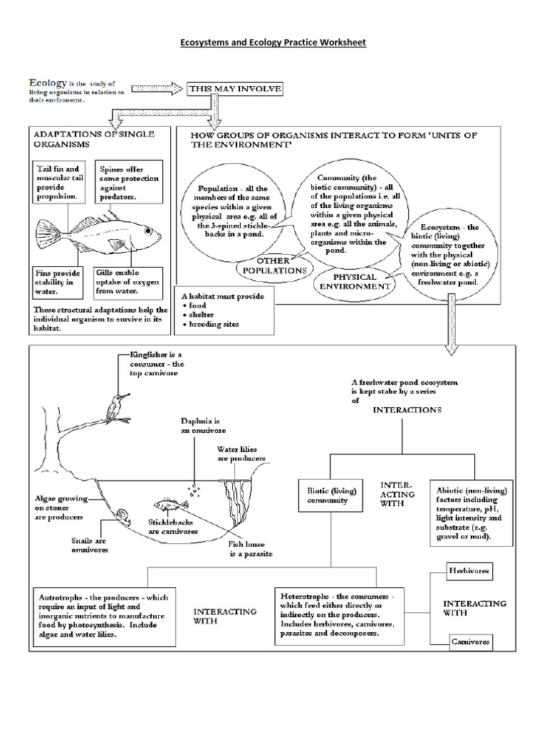 Ecosystems - Ecology Worksheet | PDF | Ecology | Food Web