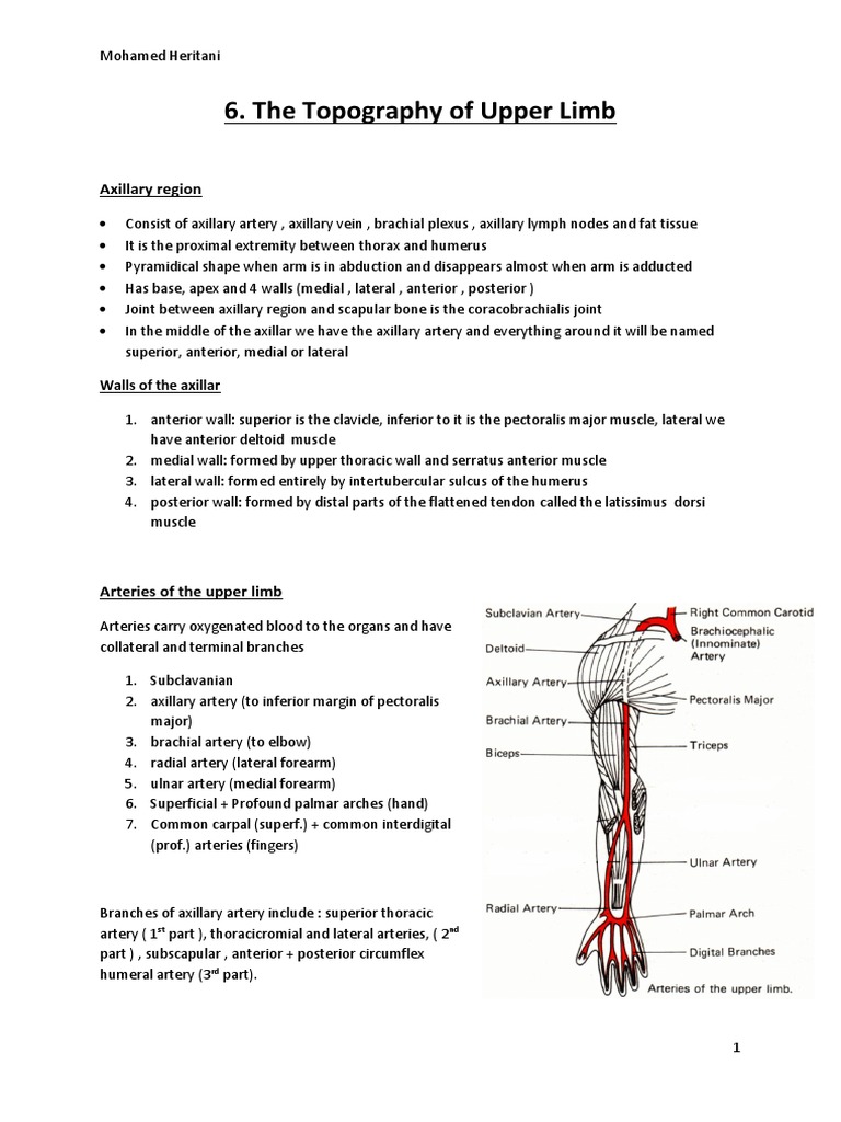 The Topography of Upper Limb | PDF | Arm | Elbow