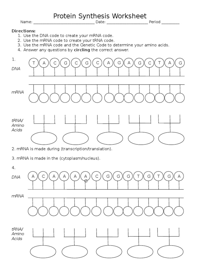 Protein Synthesis Worksheet for Grade 10 | PDF