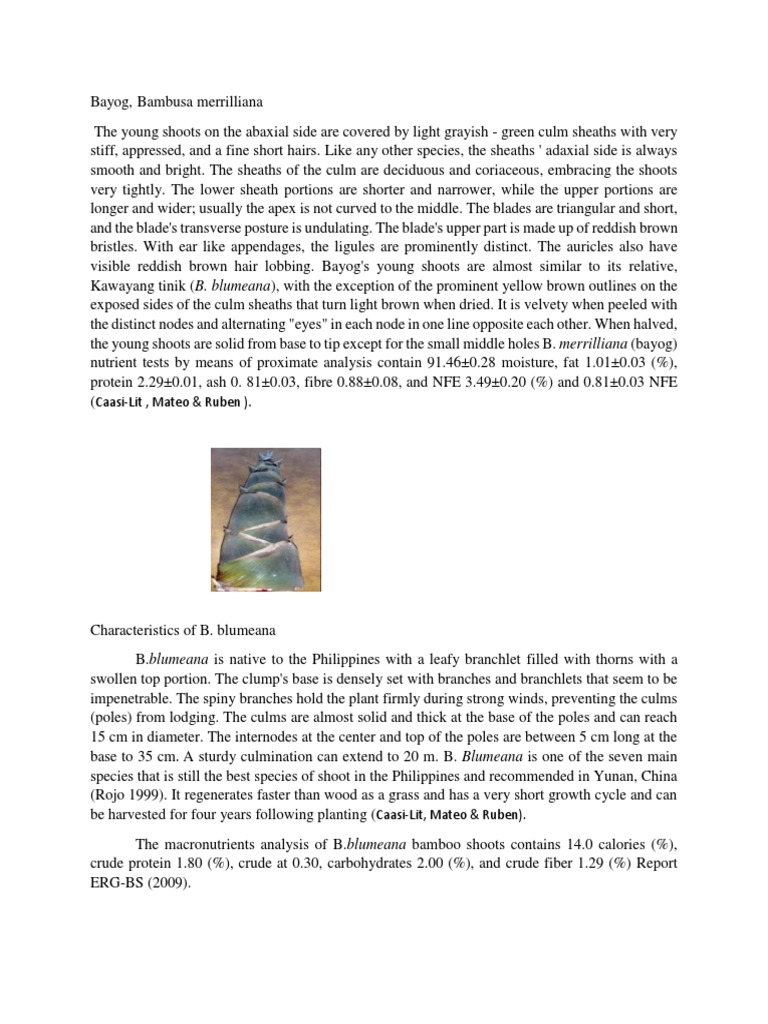 Bayog | PDF | Leaf | Organisms