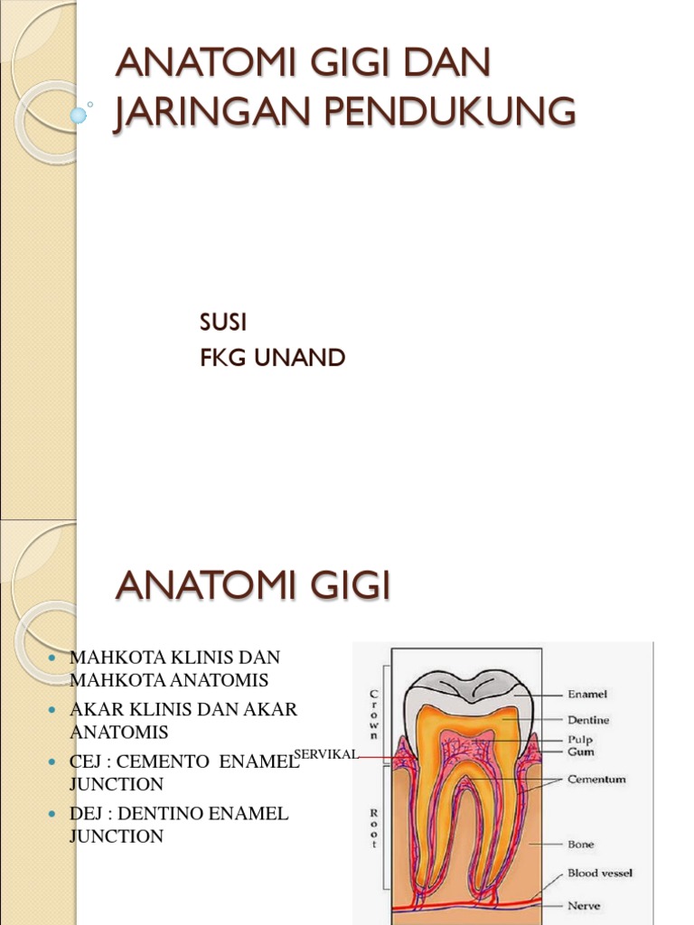 Anatomi Gigi % Pendukung-1 | PDF