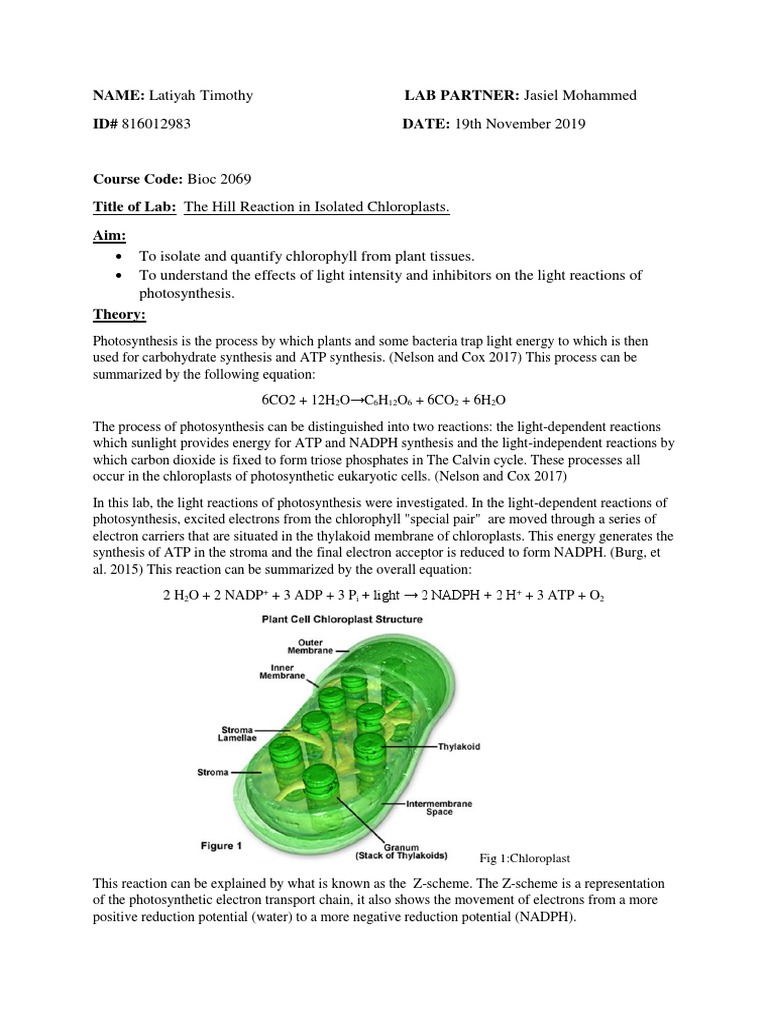 Hill's Reaction | PDF | Photosynthesis | Metabolism