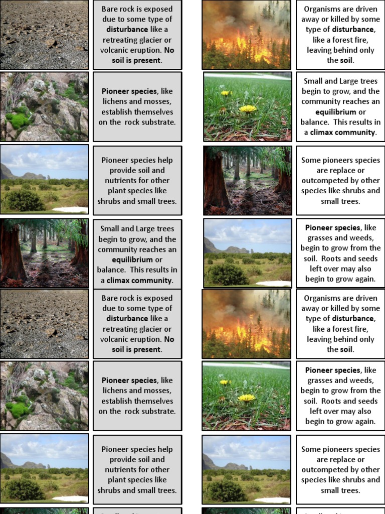 Ecological Succession Cards To Order | Download Free PDF | Disturbance ...