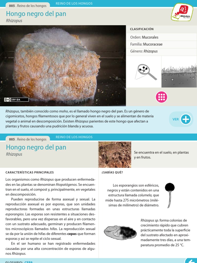 Hongo negro del pan: Rhizopus y su impacto | PDF | Hongo | Espora