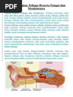 BAGIAN Telinga Dan Fungsinya | PDF