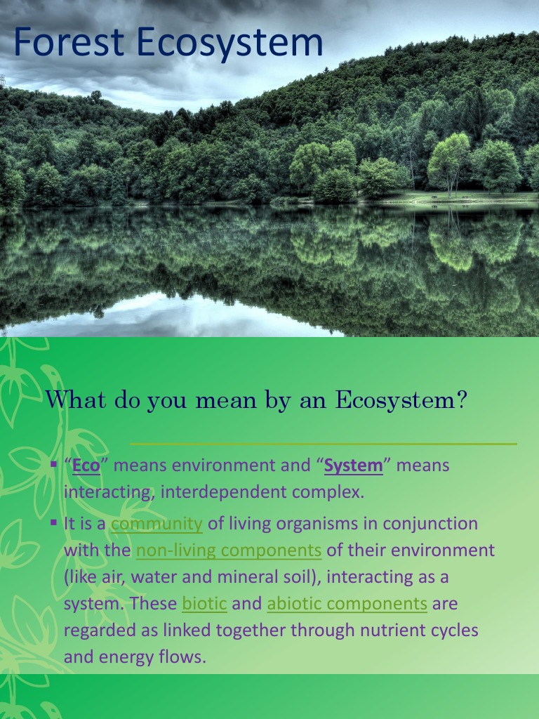 Forest Ecosystem Model