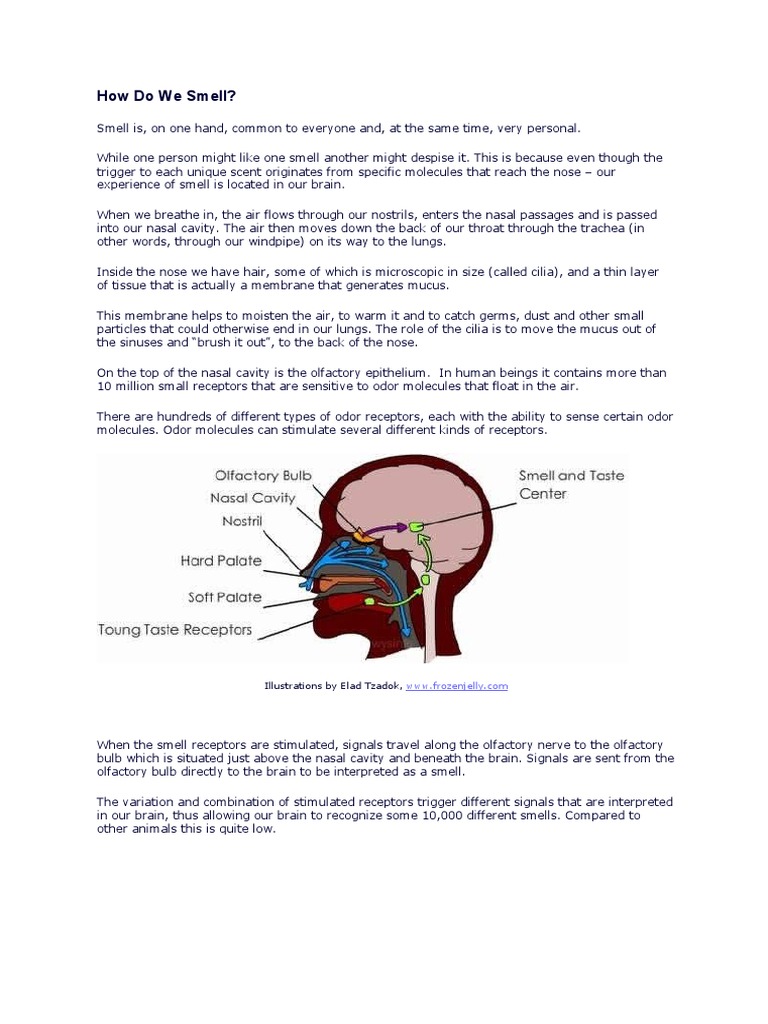 How Do We Smell | PDF | Olfaction | Odor