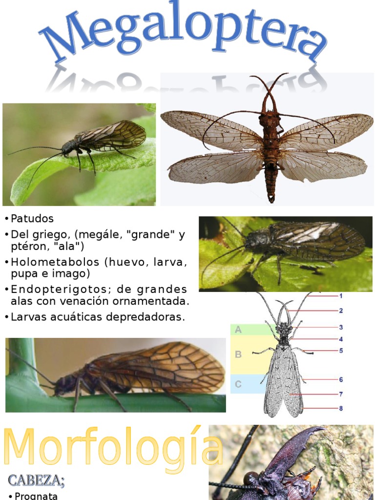 Megaloptera | PDF | Hexapoda | Insectos