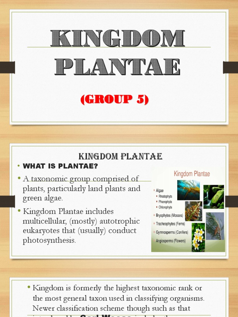 Kingdom Plantae Mosses