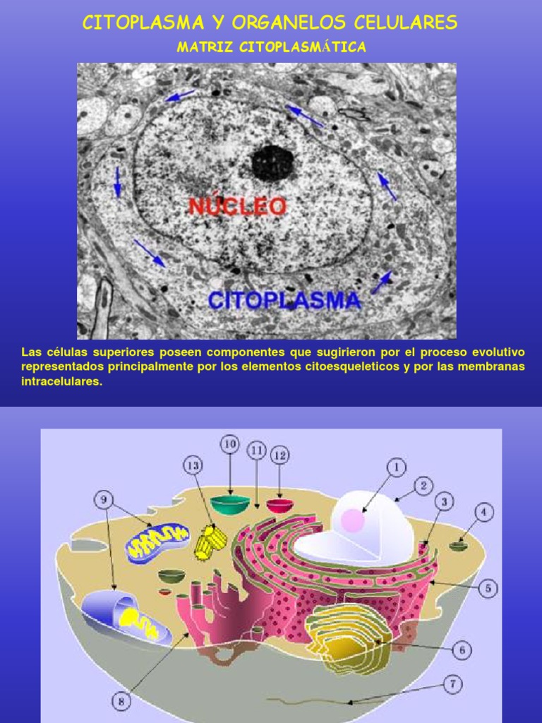 La estructura y función de la matriz citoplasmática y los organelos ...