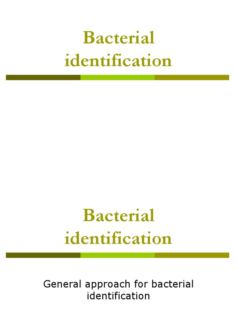 Bacterial Identification Pdf Bacteria Metabolism