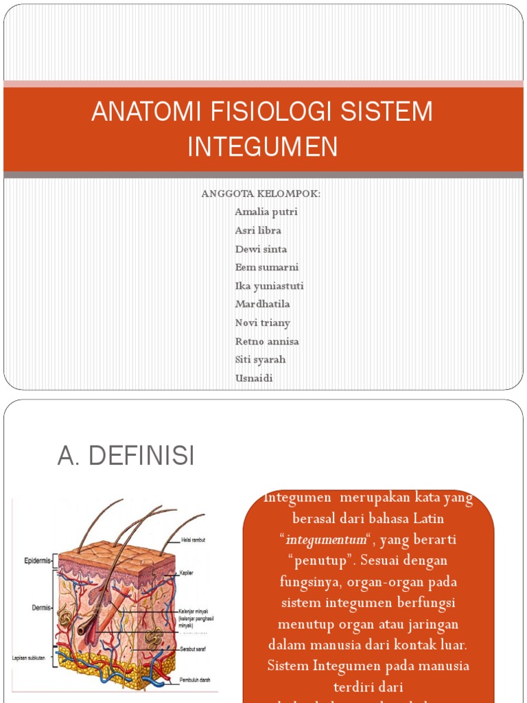 Anatomi Fisiologi Sistem Integumen | PDF