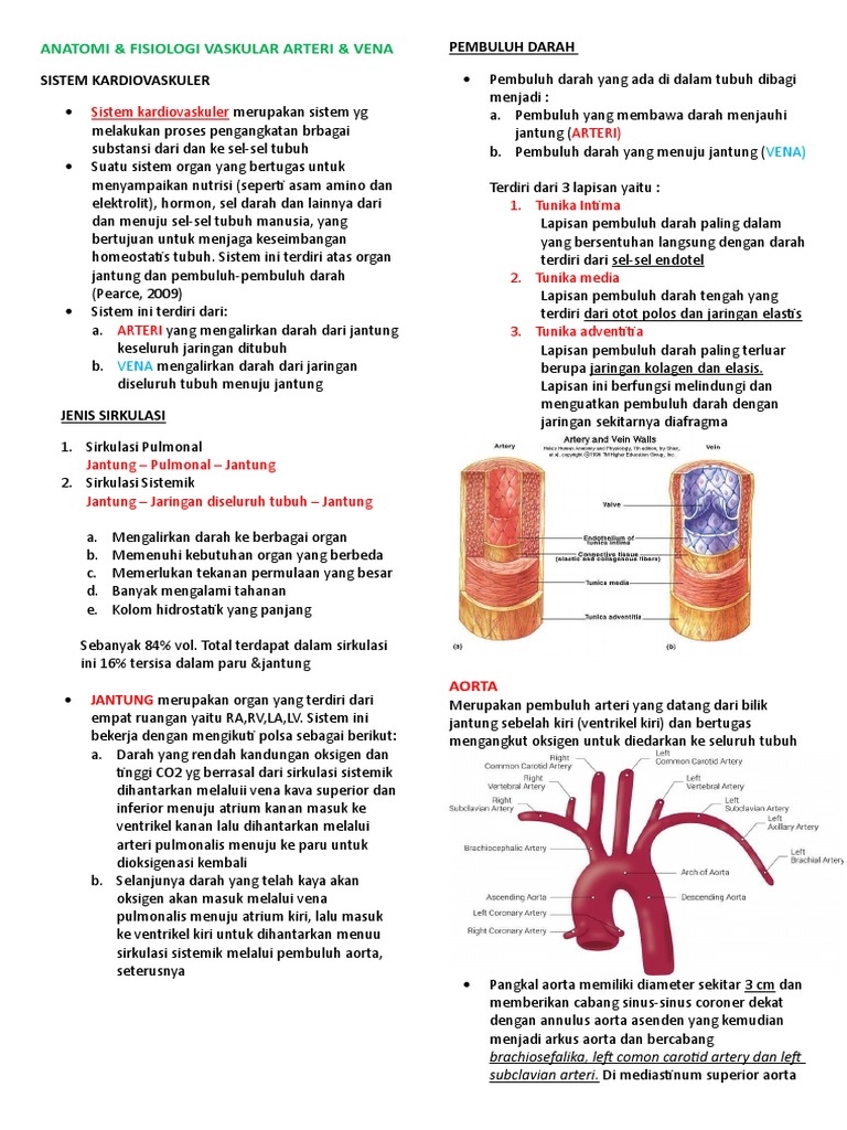 ANATOMI Dan FISIOLOGI VASKULAR | PDF