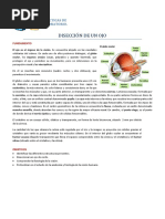 Anatomía del Ojo Bovina en Disección | PDF | Ojo | Percepción visual