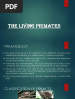 Primate Chart | PDF | Monkey | Ape