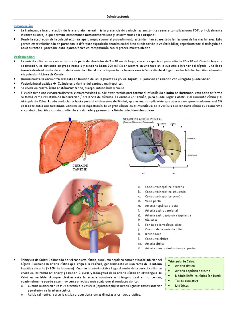 Variaciones De La Arteria Cística