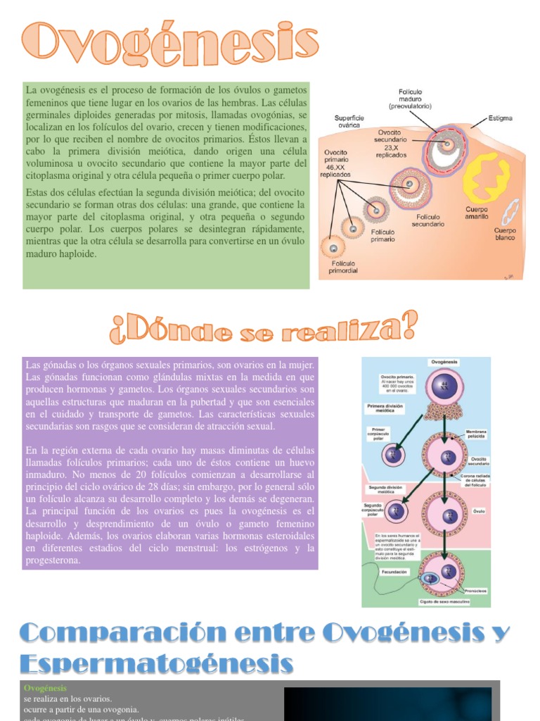 Ovogenesis | PDF | Hormona luteinizante | Testículo